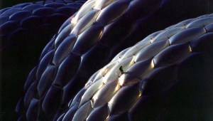Biomorphic Architecture: 10 Stunning Examples | Virginia Duran